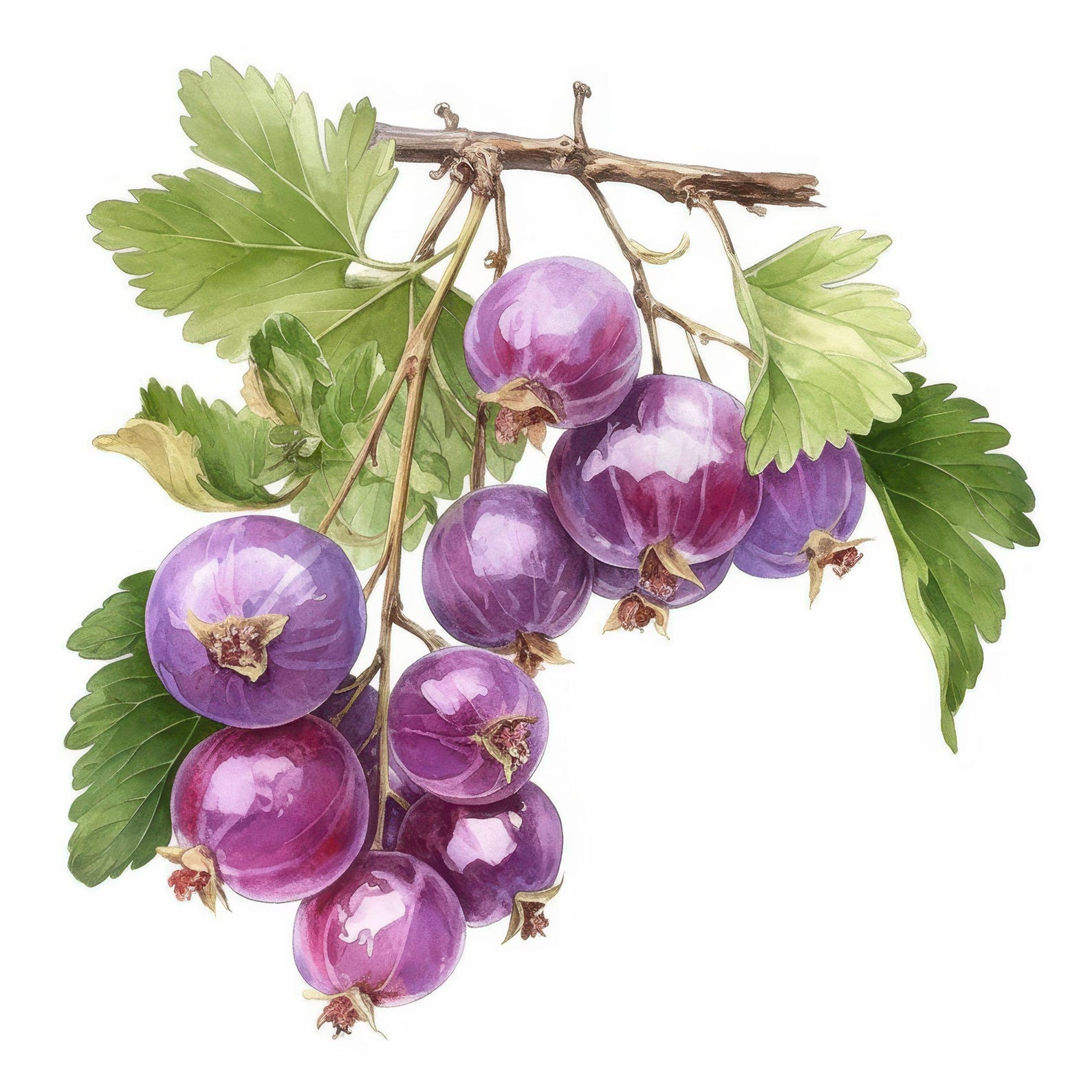 10 Red Purple Gooseberry Clipart Bundle, Fruit on Branch Illustration ...