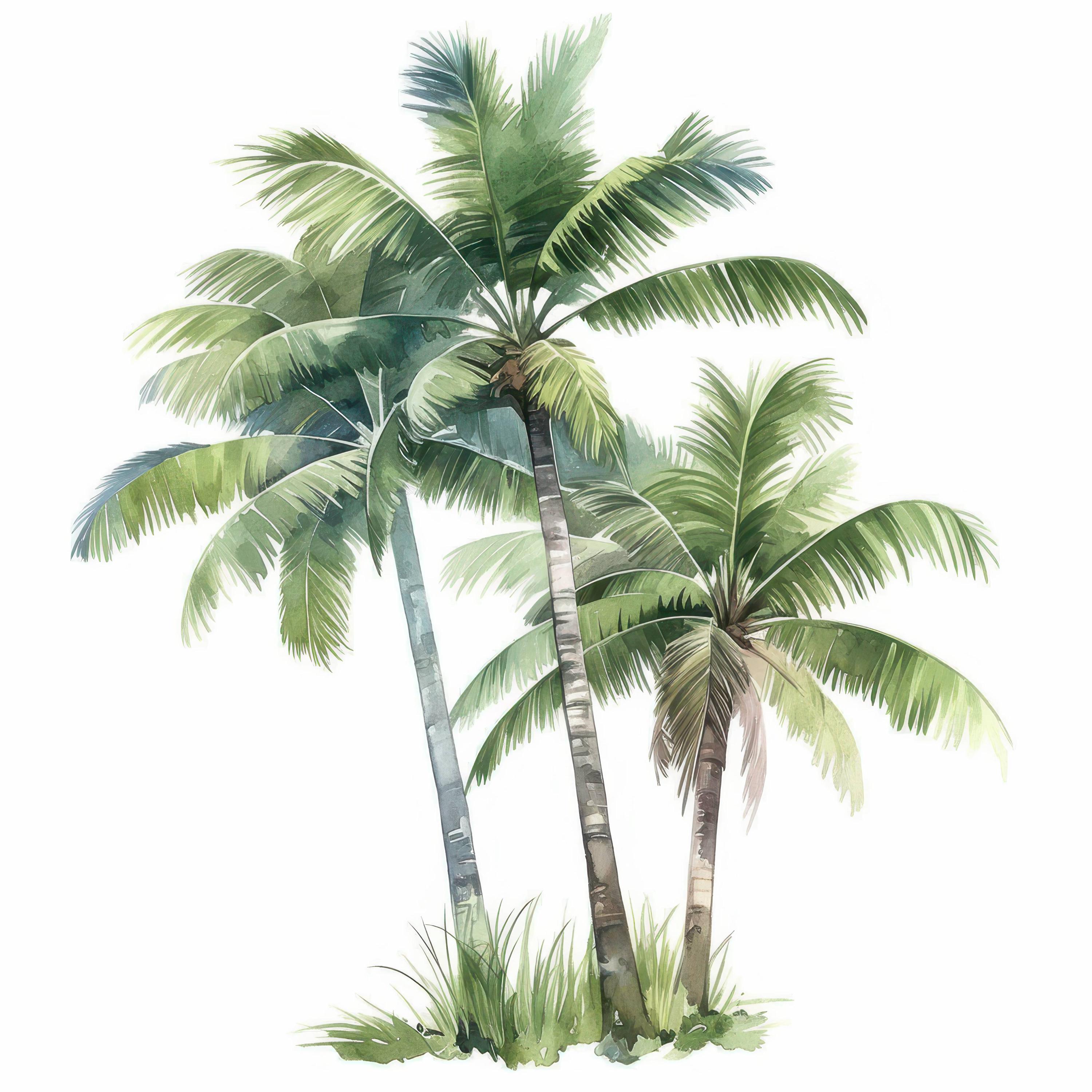 12 Tropical Palm Watercolor Clipart, Island Tree Beach Illustration ...