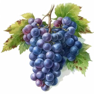14 Bunch of Grapes Clipart Bundle, Vineyard Fruit Illustration ...
