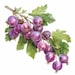 10 Red Purple Gooseberry Clipart Bundle, Fruit on Branch Illustration ...