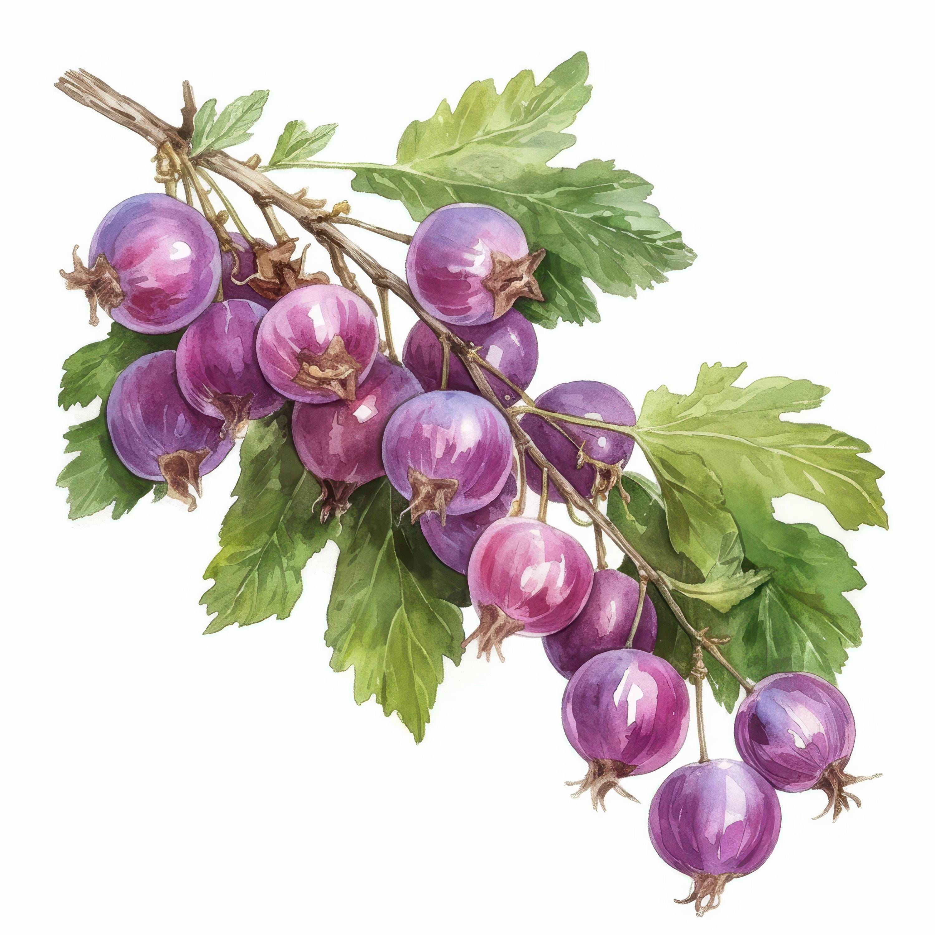 10 Red Purple Gooseberry Clipart Bundle, Fruit on Branch Illustration ...