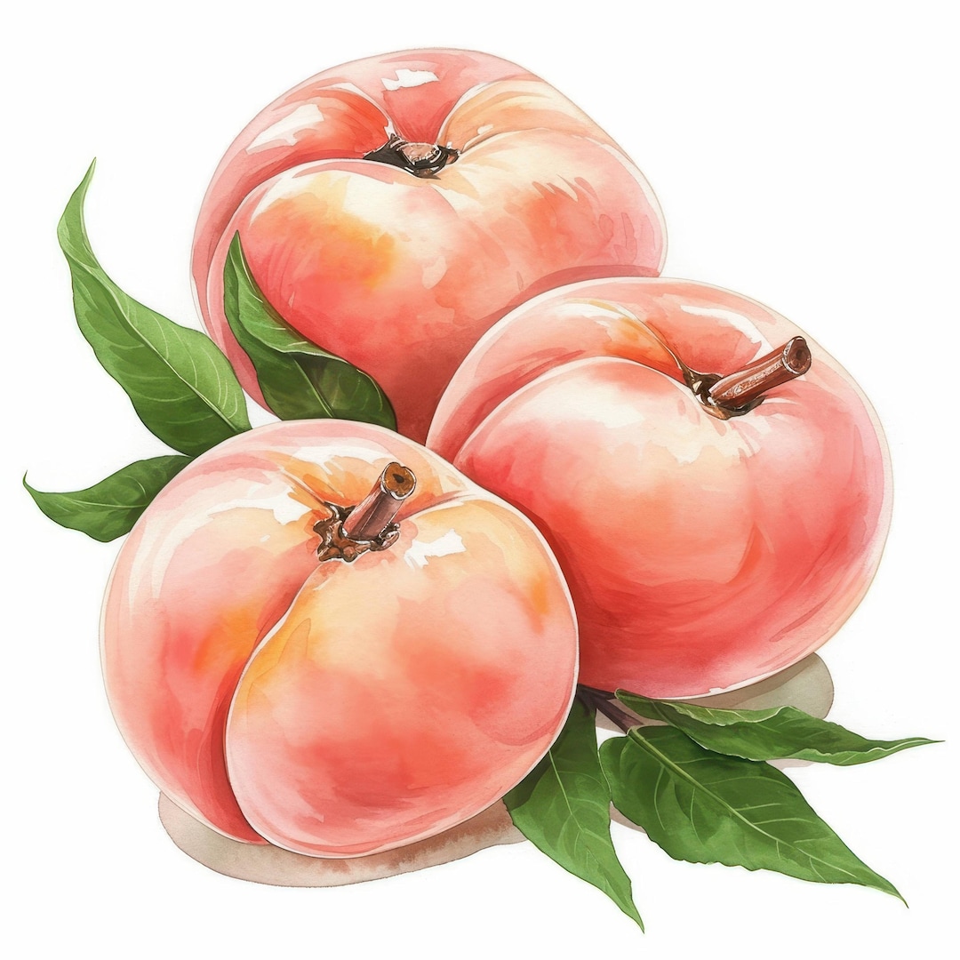 10 Peaches Clipart Bundle, Summer Fruit Illustration, Printable ...