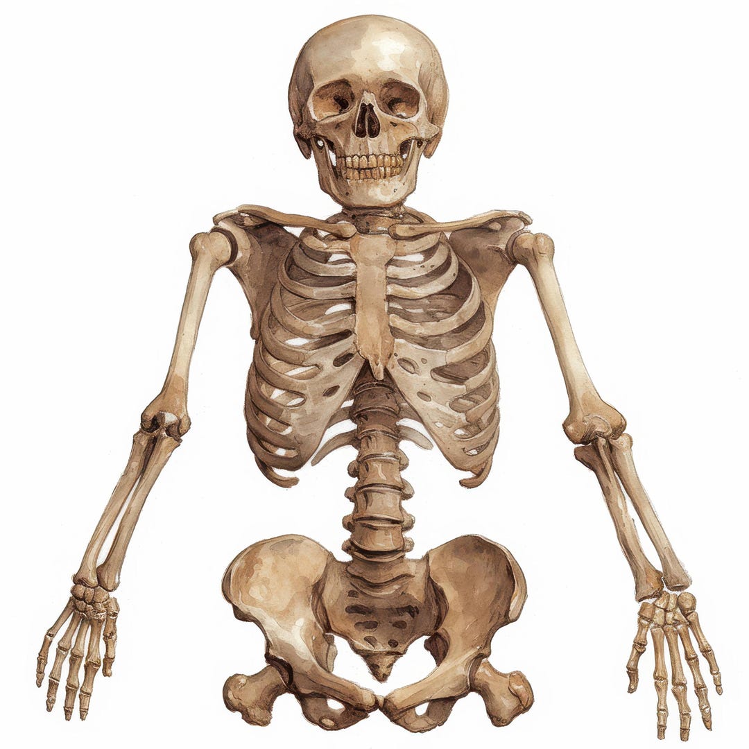 12 Skeleton Anatomy Clipart Bundle, Educational Human Bones ...