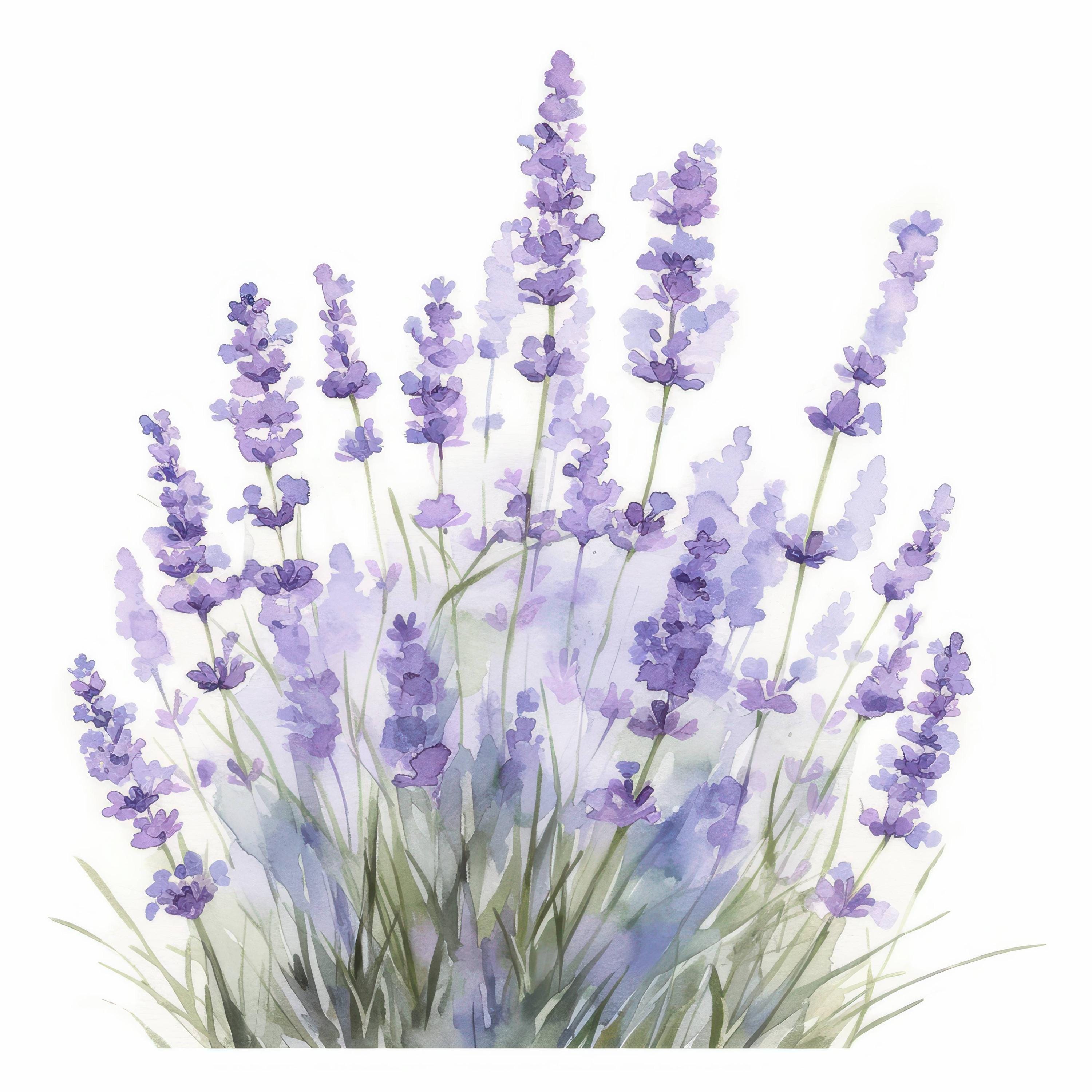 14 Lavender Clipart Bundle, Soft Purple Art Illustration, Printable ...