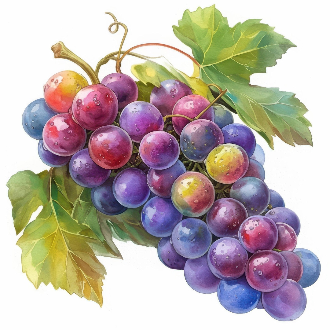 14 Bunch of Grapes Clipart Bundle, Vineyard Fruit Illustration ...