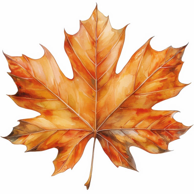 14 Fall Leaves Clipart Bundle, Autumn Maple Leaves Illustration ...