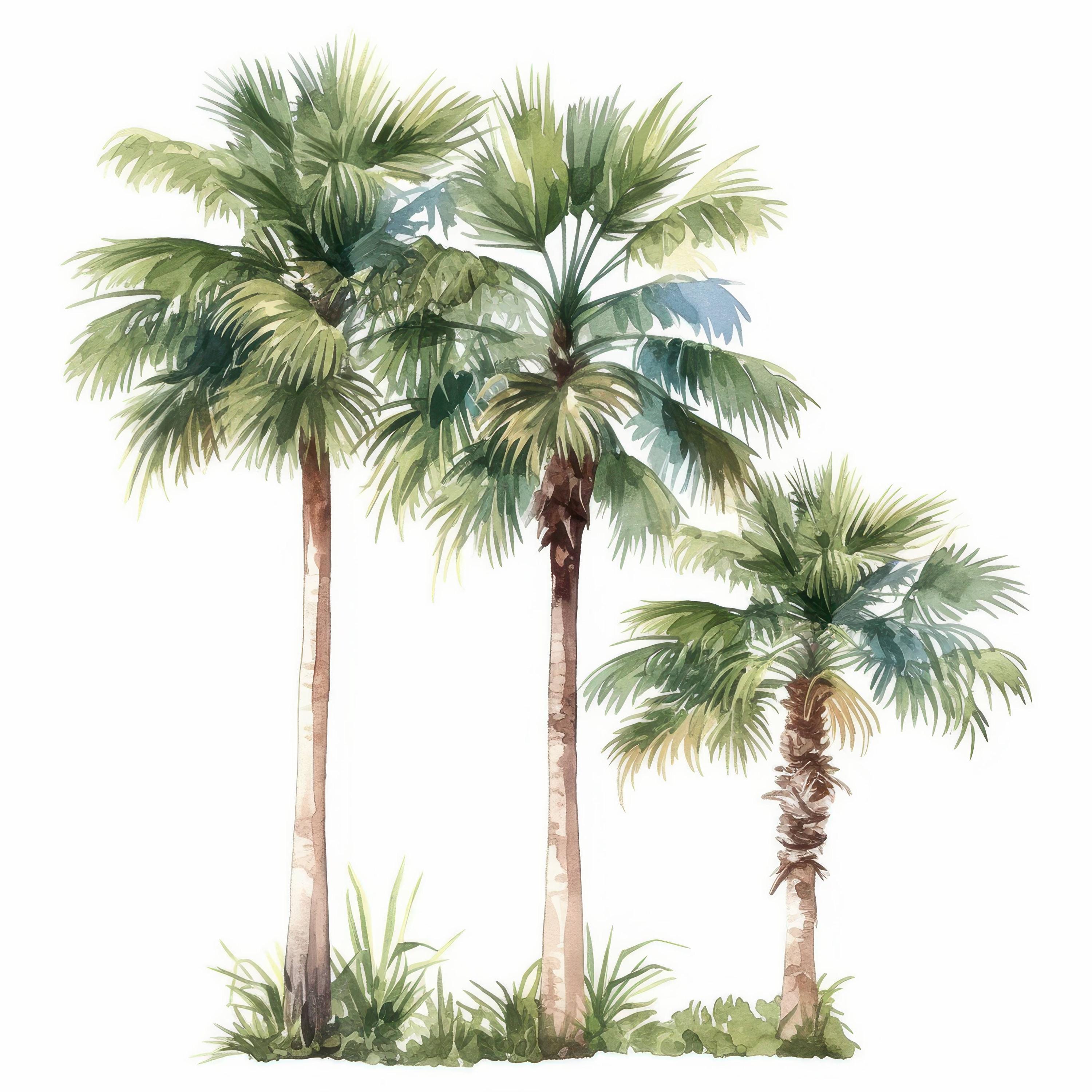 12 Tropical Palm Watercolor Clipart, Island Tree Beach Illustration ...