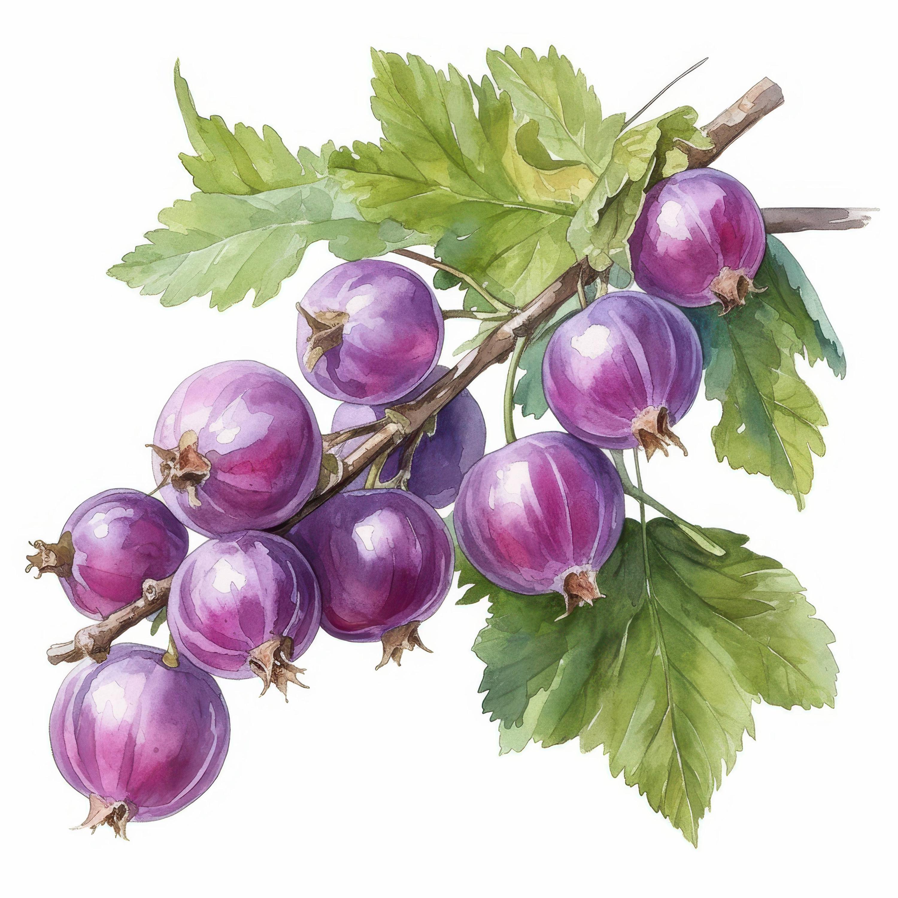 10 Red Purple Gooseberry Clipart Bundle, Fruit on Branch Illustration ...