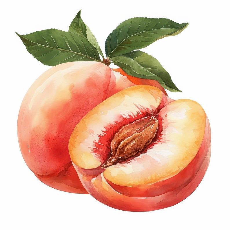 10 Peaches Clipart Bundle, Summer Fruit Illustration, Printable ...