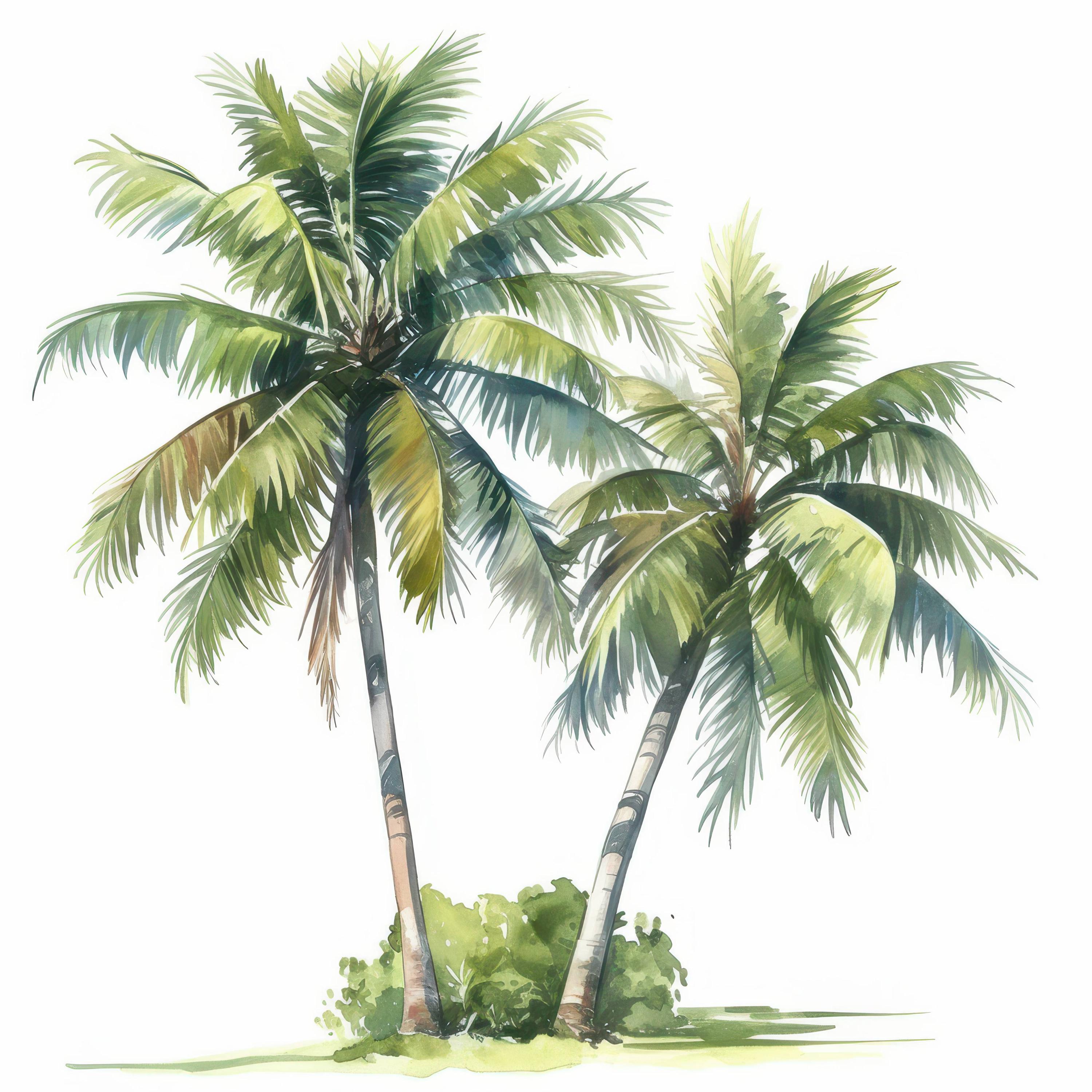 12 Tropical Palm Watercolor Clipart, Island Tree Beach Illustration ...