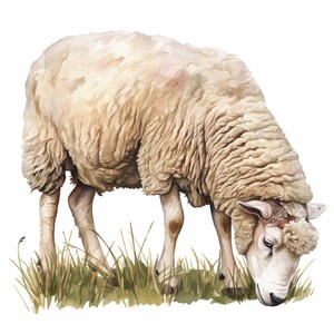 10 Sheep Farm Clipart Bundle, Fluffy Sheep Designs, Printable ...