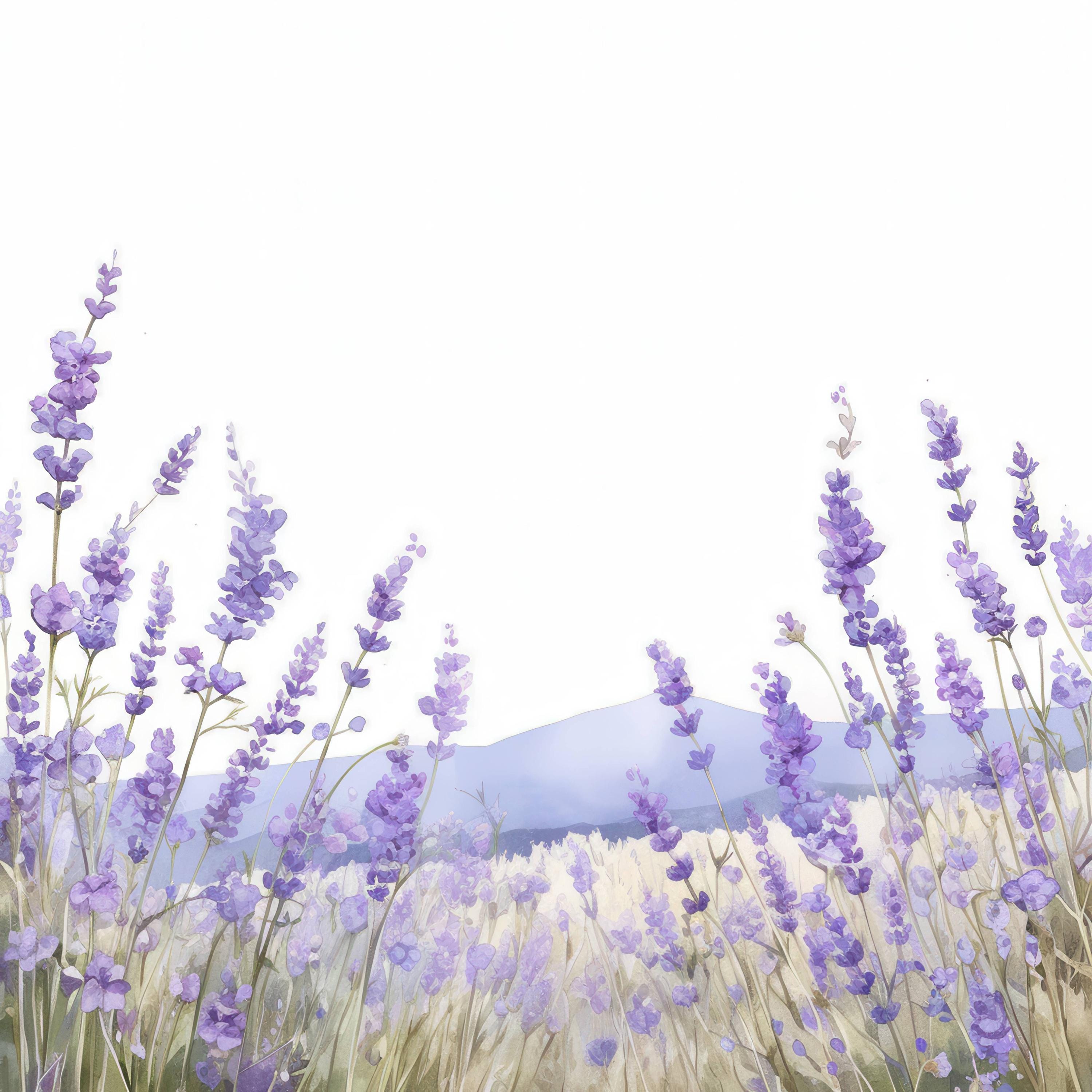 15 Lavender Clipart Floral Bundle, Soft Purple Art Illustration ...