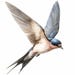 10 Swallow Clipart Bundle, Flying Bird Art Illustration, Printable ...