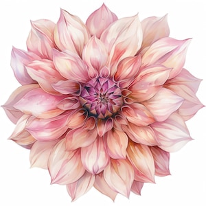 10 Dahlia Flower Clipart, Soft Pink Blush Floral Illustration ...