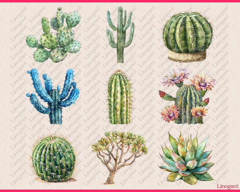 38 PNG Cactus With Flowers Clipart, Floral Cactus Clipart, Desert ...