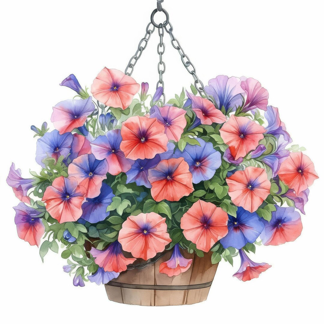 Hanging Mixed Petunias Clip Art 11 High Res Watercolor Jpgs for Junk ...