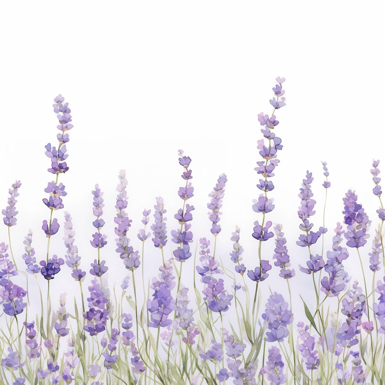 15 Lavender Clipart Floral Bundle, Soft Purple Art Illustration ...