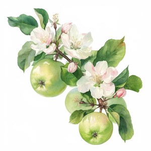 10 Apple Clipart Bundle, Fruit on Branch With Leaves and Flowers ...