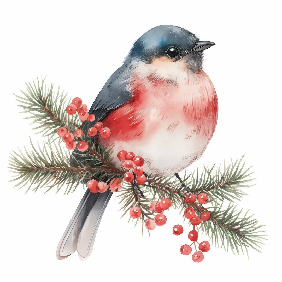 10 Winter Bird Clipart Bundle, Bird Christmas Card Illustration ...