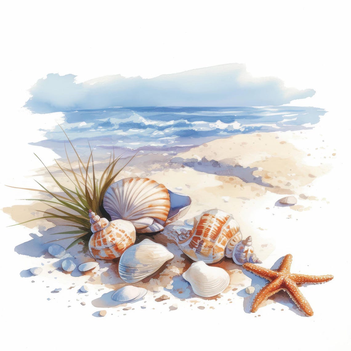 10 Coastal Shells Clipart Bundle, Beach Seashell Illustration ...