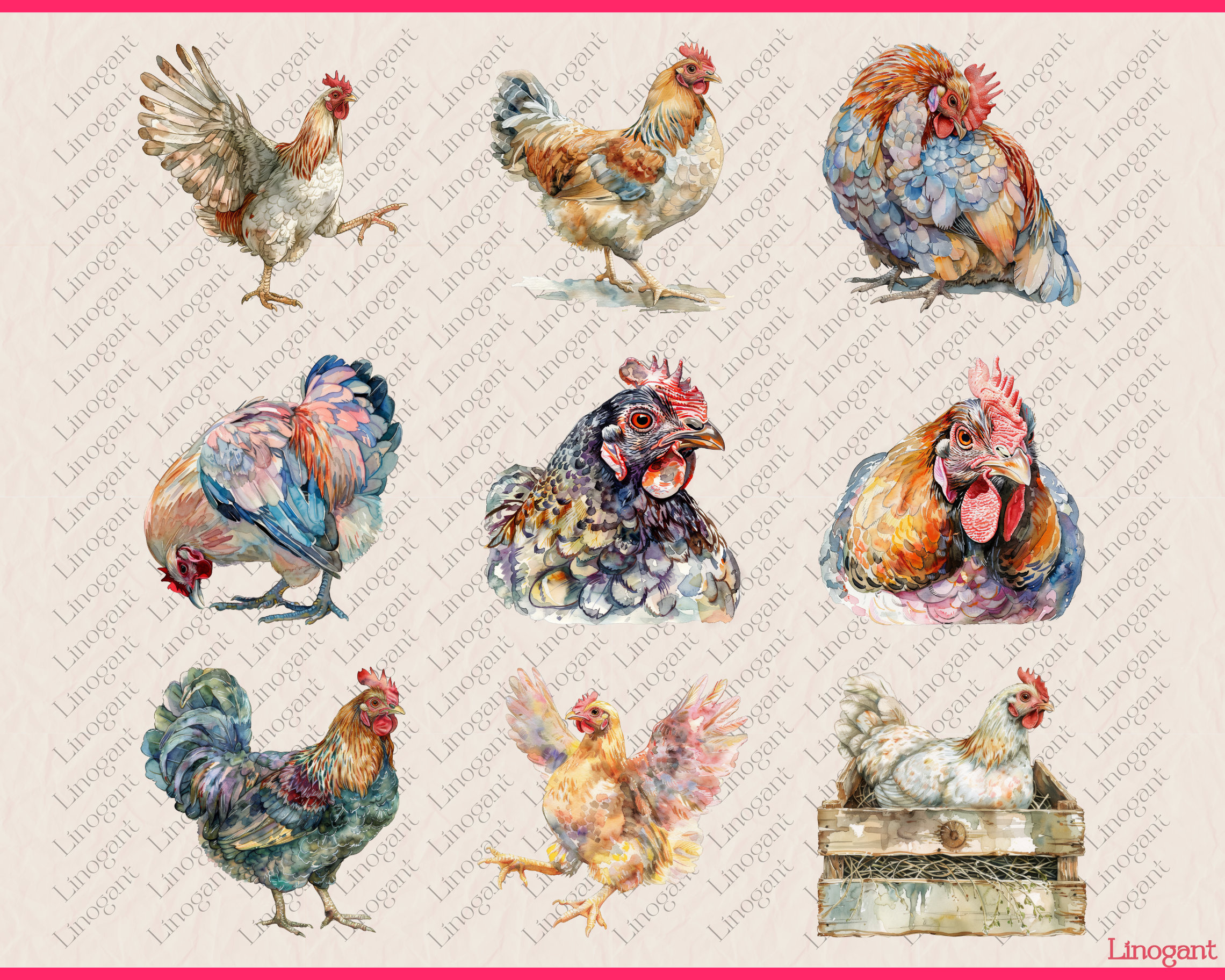 Watercolor Chicken Clipart Bundle, Bird Species Clip Art Set, Farm ...