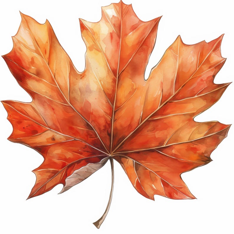 14 Fall Leaves Clipart Bundle, Autumn Maple Leaves Illustration ...