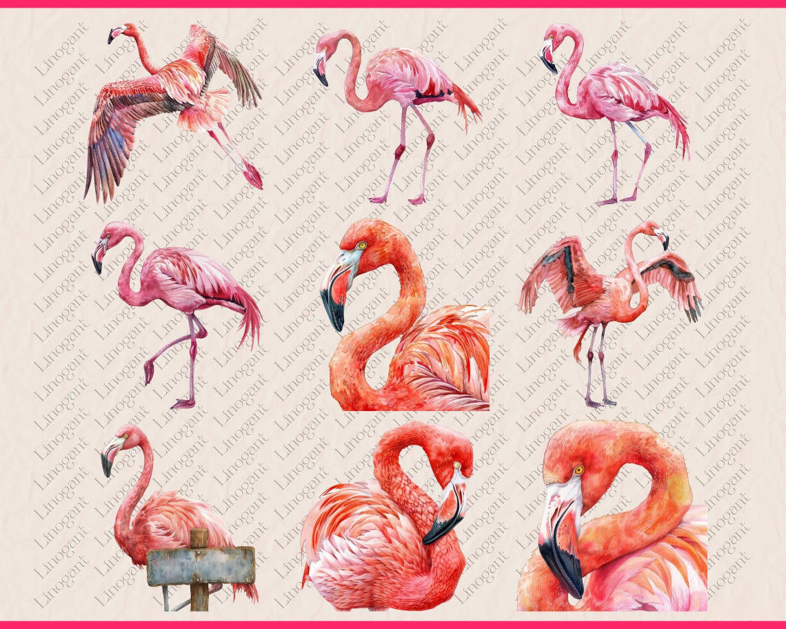 33 PNG Flamingo Clipart, Bird Species Clipart Featuring Flamingos ...