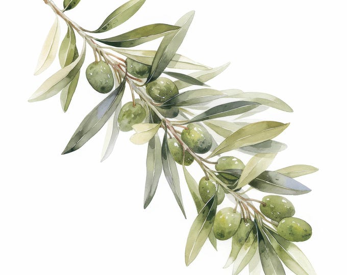 10 Green Olive Branches Clipart L Botanical Leaves L JPG Digital ...
