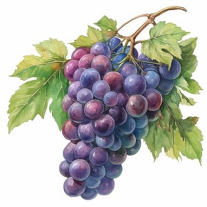 14 Bunch of Grapes Clipart Bundle, Vineyard Fruit Illustration ...