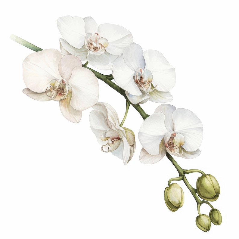 13 White Orchid Clipart Bundle, Delicate Petal Illustration, Printable ...