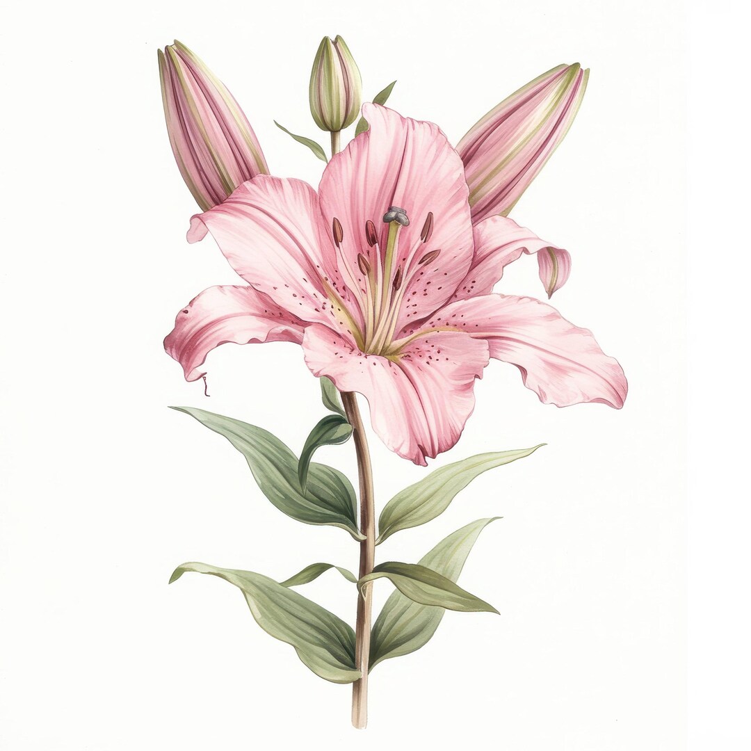 10 Pink Lily Clipart Bundle, Elegant Garden Flower, Printable ...
