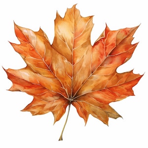 14 Fall Leaves Clipart Bundle, Autumn Maple Leaves Illustration ...