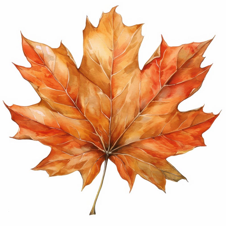14 Fall Leaves Clipart Bundle, Autumn Maple Leaves Illustration ...