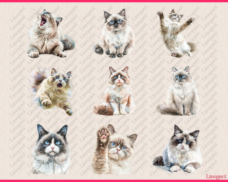 74 Ragdoll Cat Clipart | Cat Sublimation Bundle | Printable Watercolor ...