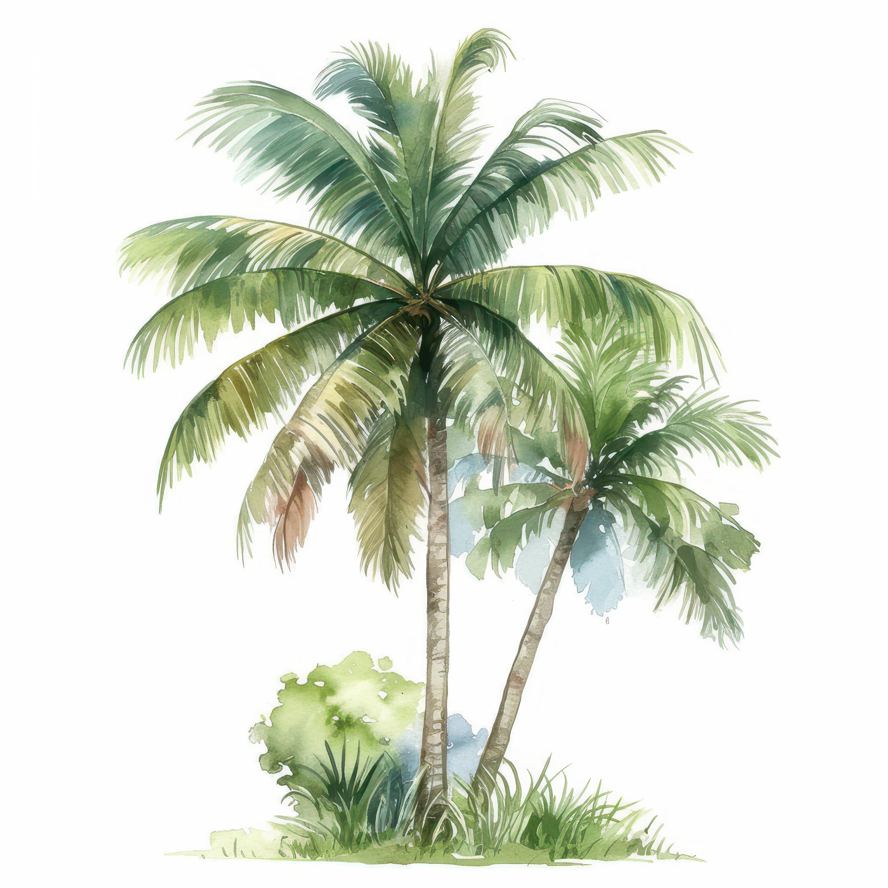 12 Tropical Palm Watercolor Clipart, Island Tree Beach Illustration ...