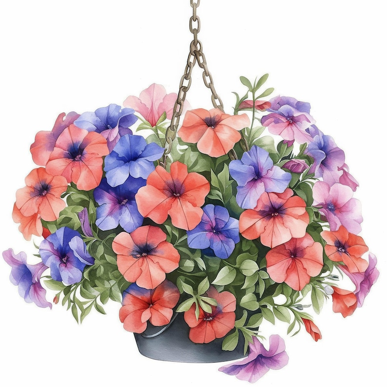 Hanging Mixed Petunias Clip Art 11 High Res Watercolor Jpgs for Junk ...