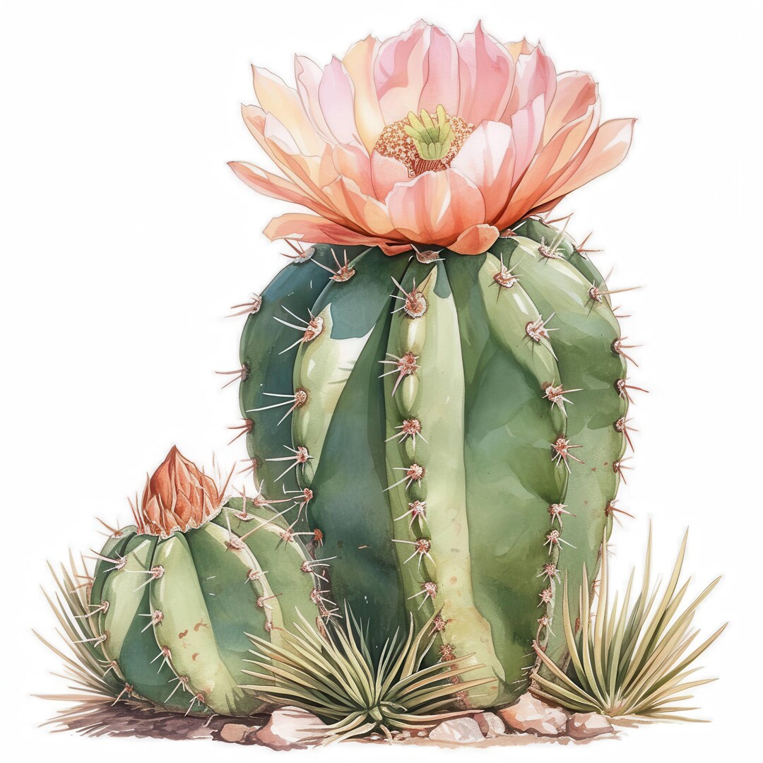 14 Blooming Cactus Clipart Bundle, Desert Flower Illustration ...