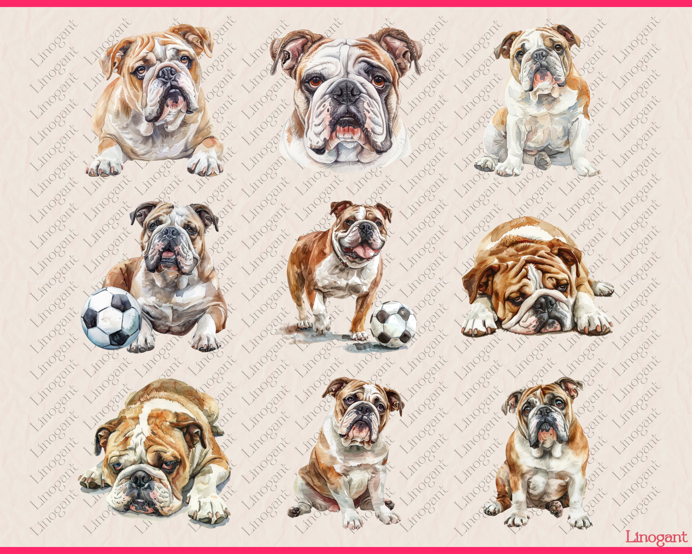 Watercolor English Bulldog Clipart Bundle, Dog Breeds Clip Art Set ...