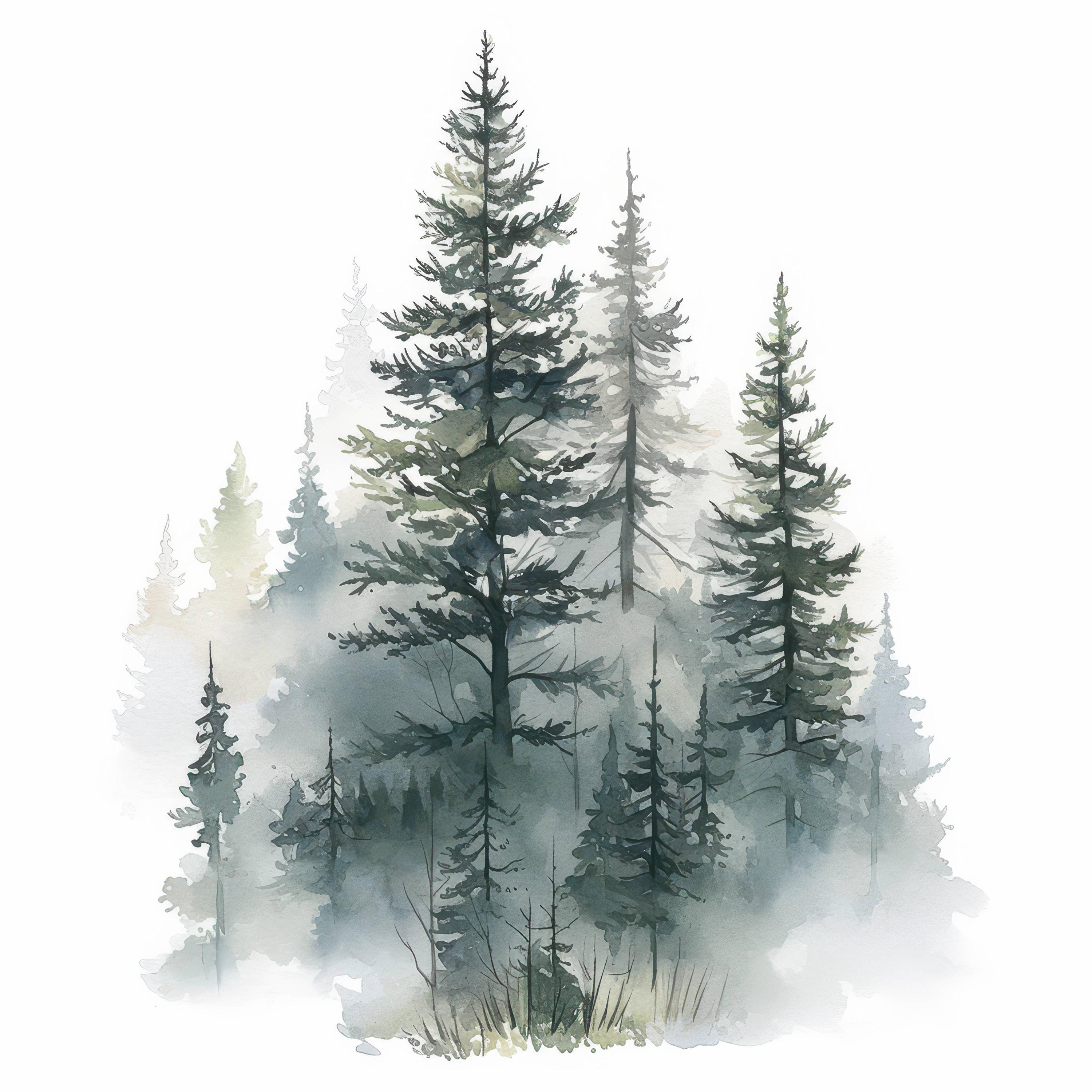 10 Foggy Pine Woods Watercolor Clipart, Misty Evergreen Forest ...