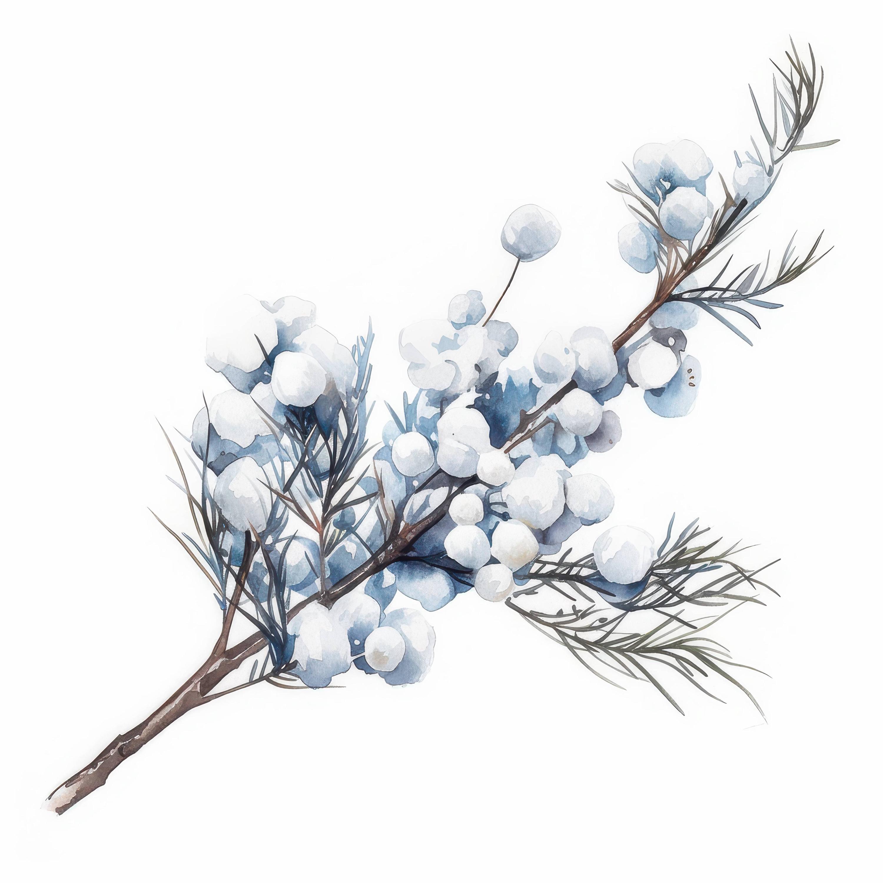 11 Winter Branch Clipart Bundle, Evergreen Christmas Illustration ...