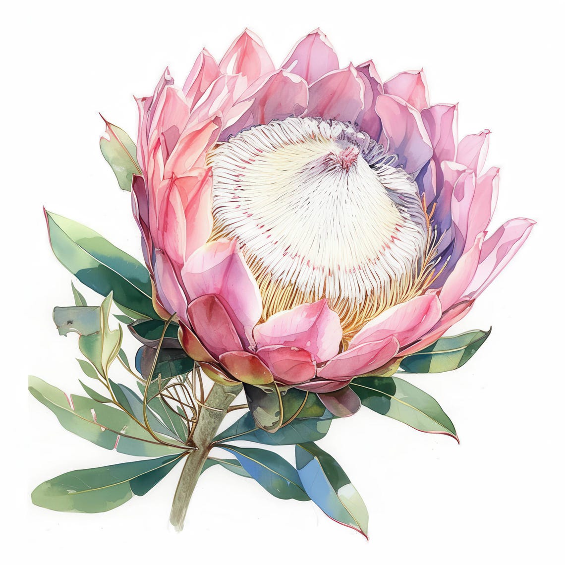 15 Protea Clipart Bundle, King Flower Art Illustration, Printable ...