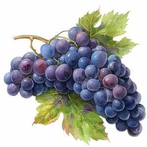 14 Bunch of Grapes Clipart Bundle, Vineyard Fruit Illustration ...