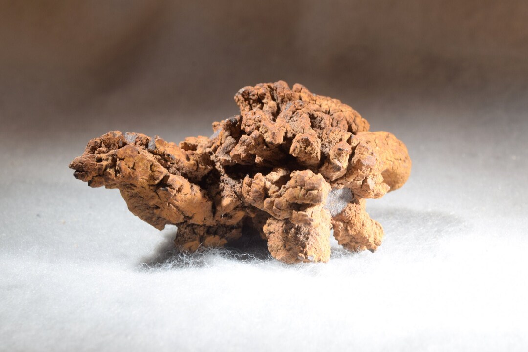 Turtle Coprolite Fossilized Dung Turtle Poop Kids Love This Stuff 172 ...