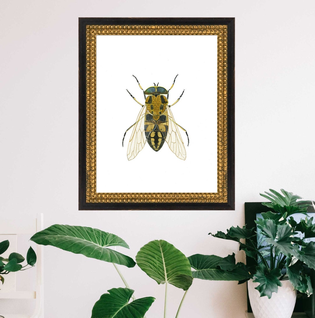 Fly Entomology Insect Bug Art Print Illustration Watercolor Specimen ...