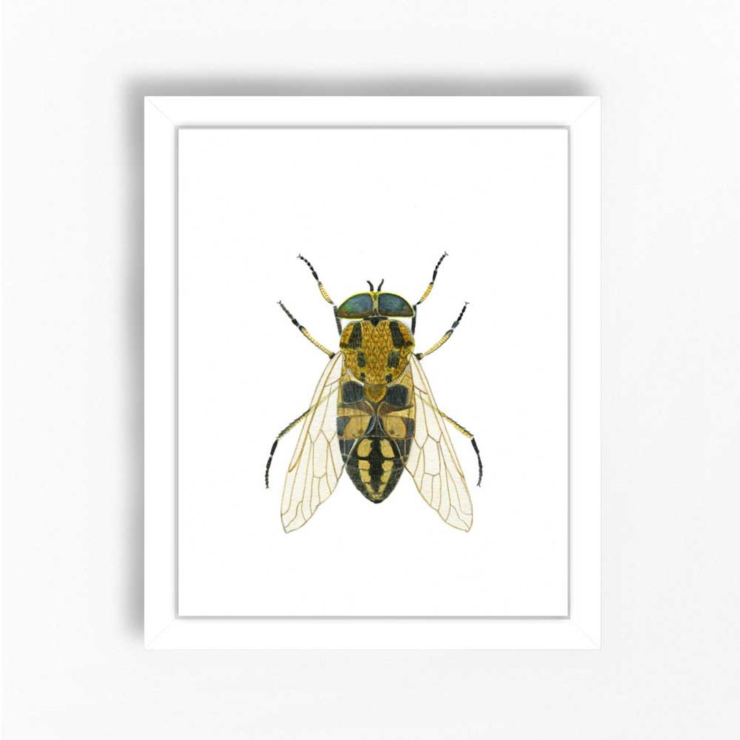 Fly Entomology Insect Bug Art Print Illustration Watercolor - Etsy