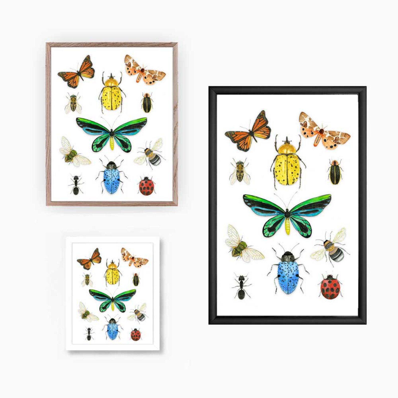 Bug Collection Beetle Art Print Insect Watercolor Butterfly | Etsy