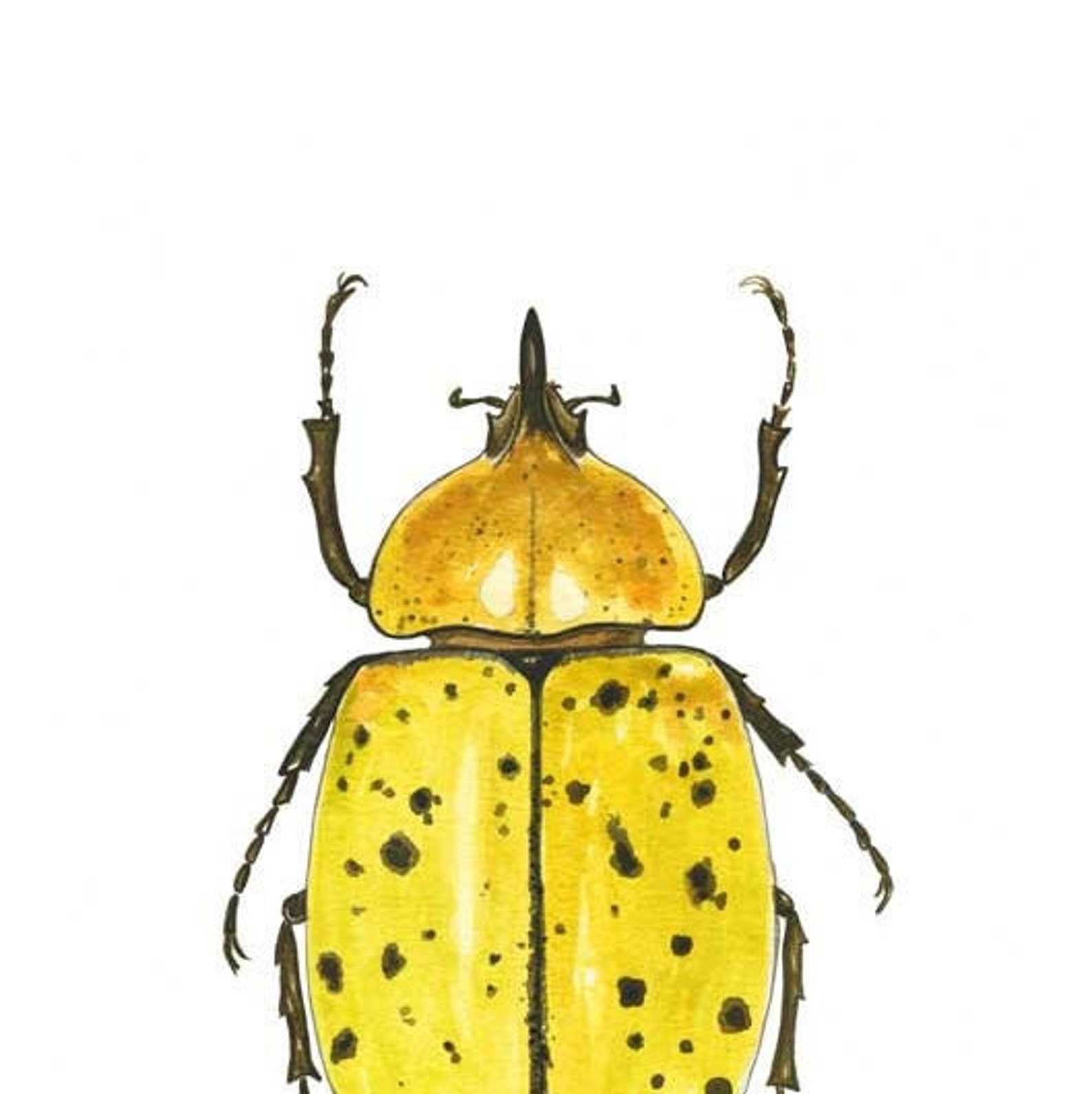 Beetle Nursery Art Print Insect Bug Watercolor Nature Illustration ...
