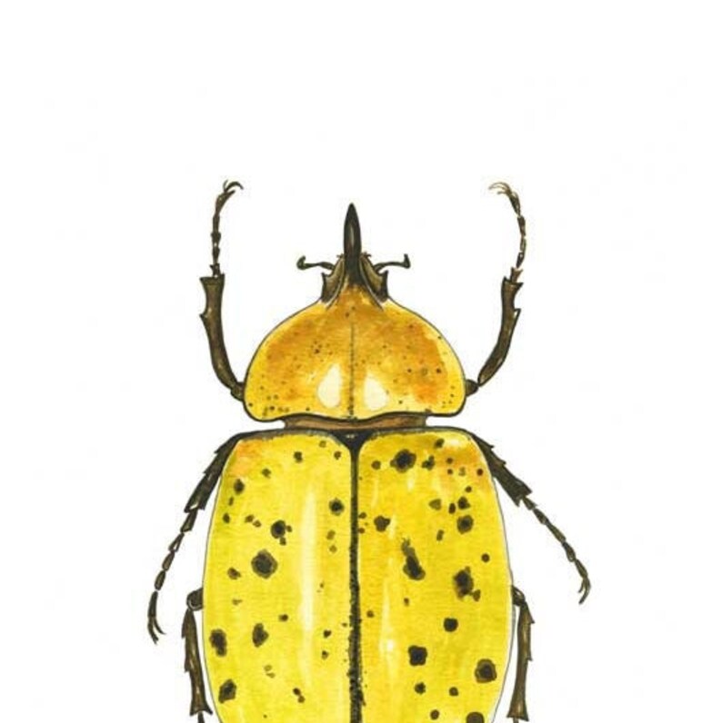 Beetle Nursery Art Print Insect Bug Watercolor Nature - Etsy