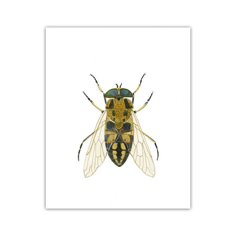 Fly Entomology Insect Bug Art Print Illustration Watercolor | Etsy