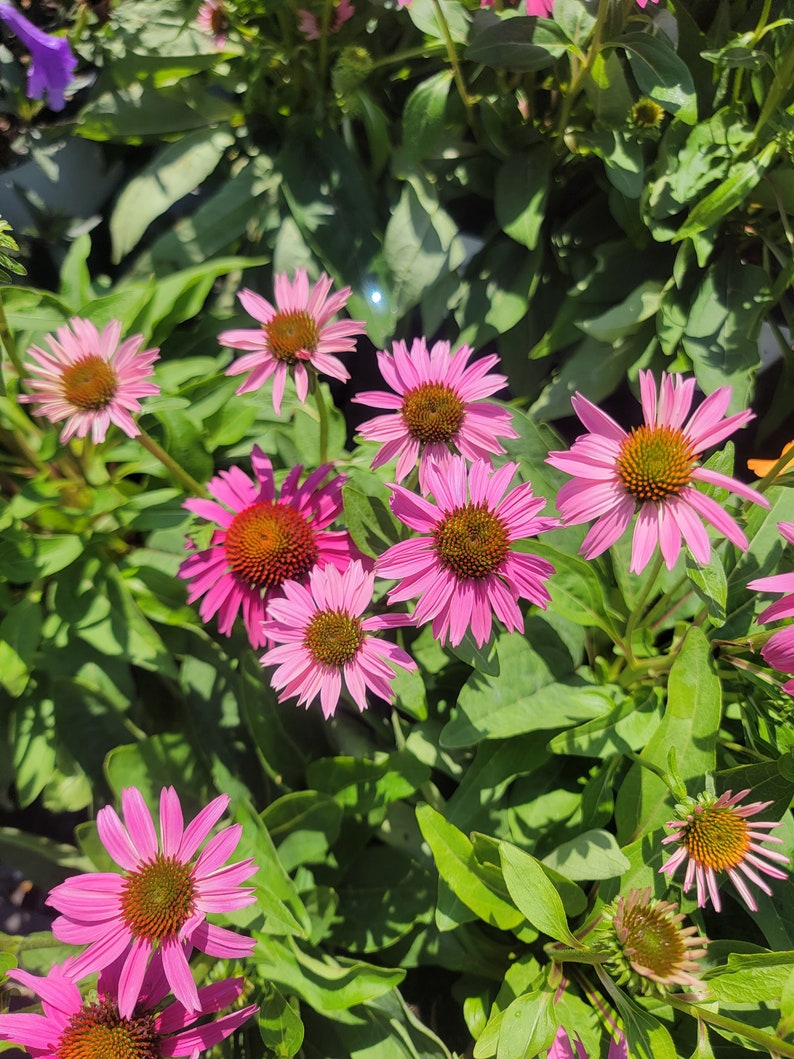 Coneflower Seeds. - Etsy